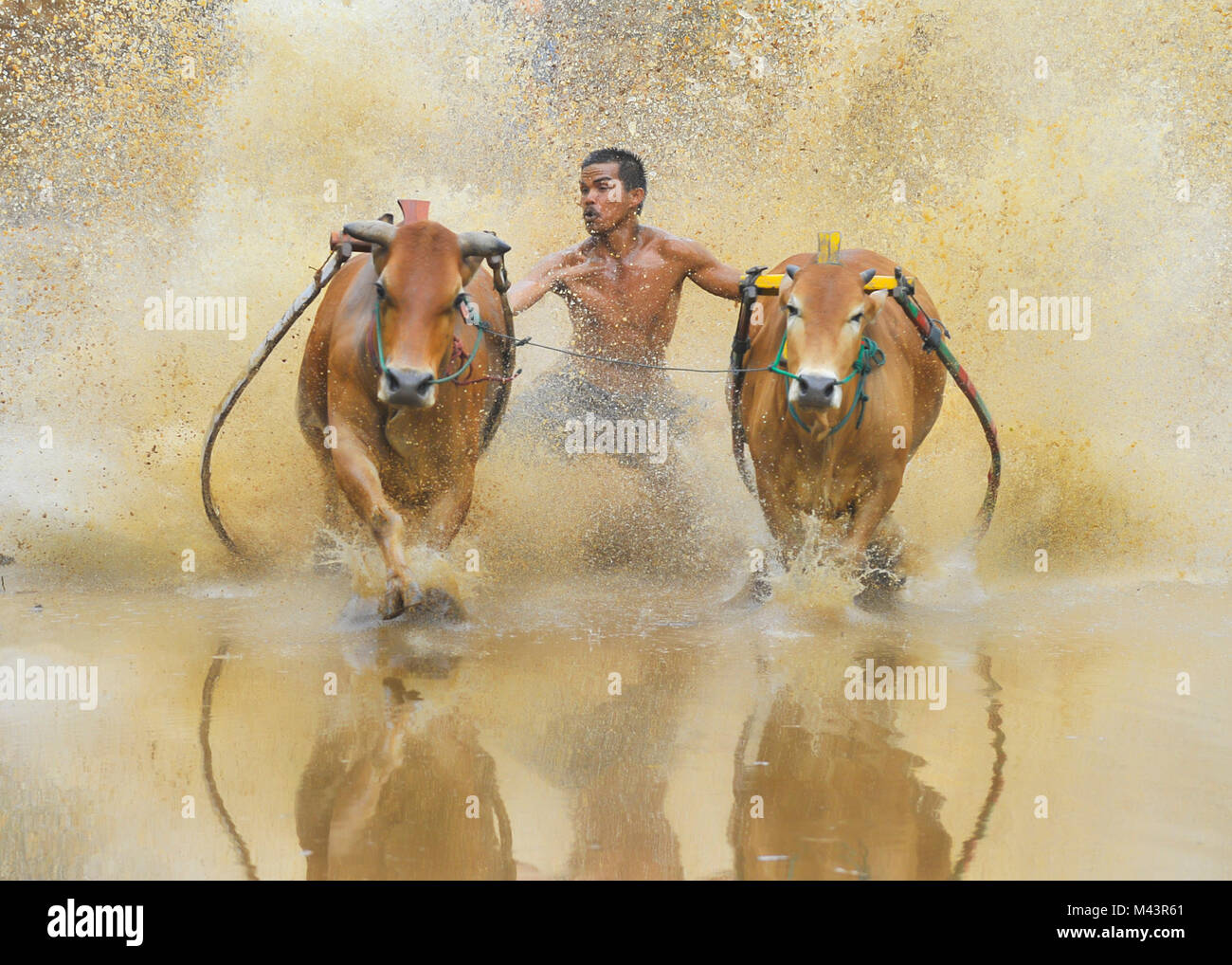 Pacu Jawi is a cow-racing event in West Sumatra Stock Photo - Alamy