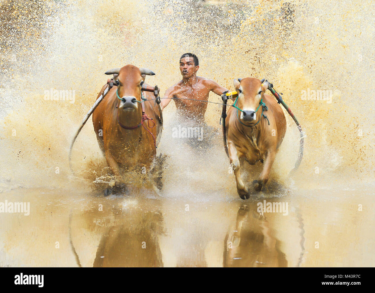 Pacu Jawi is a cow-racing event in West Sumatra Stock Photo - Alamy