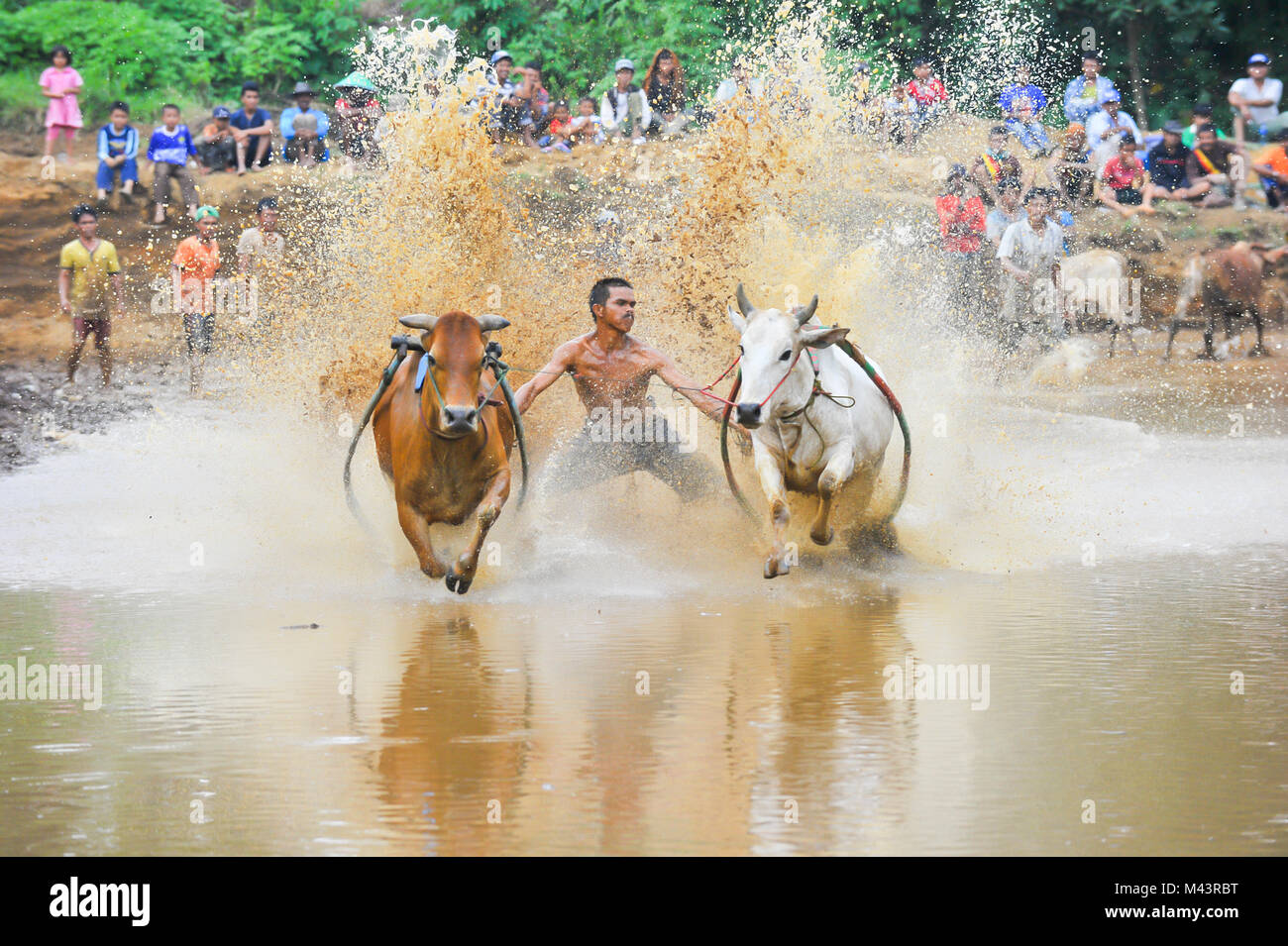 Cow racing hi-res stock photography and images - Alamy
