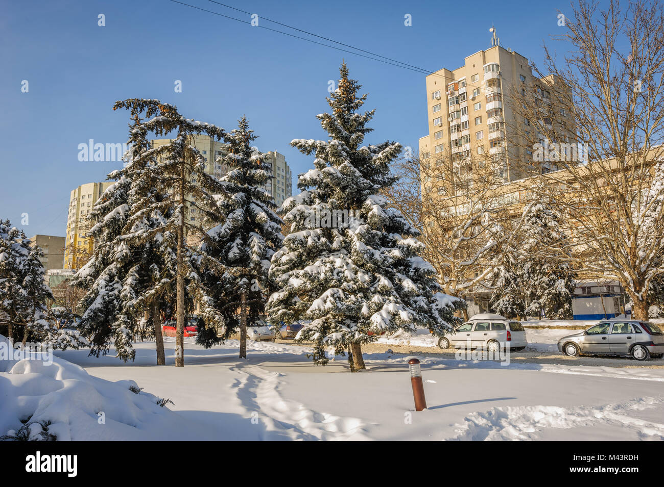 Snow-covered firs trees in city Stock Photo - Alamy