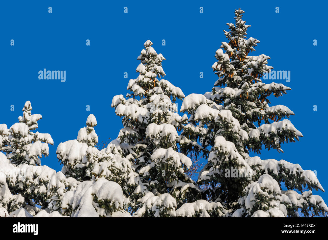 Snow and fir trees hi-res stock photography and images - Alamy
