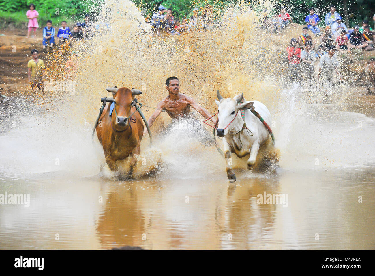Pacu Jawi is a cow-racing event in West Sumatra Stock Photo - Alamy