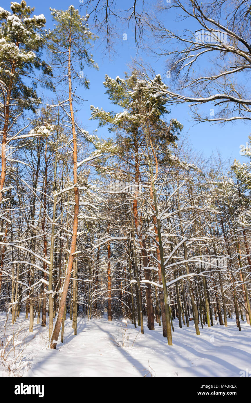 Winter scene view snowy pine hi-res stock photography and images - Alamy