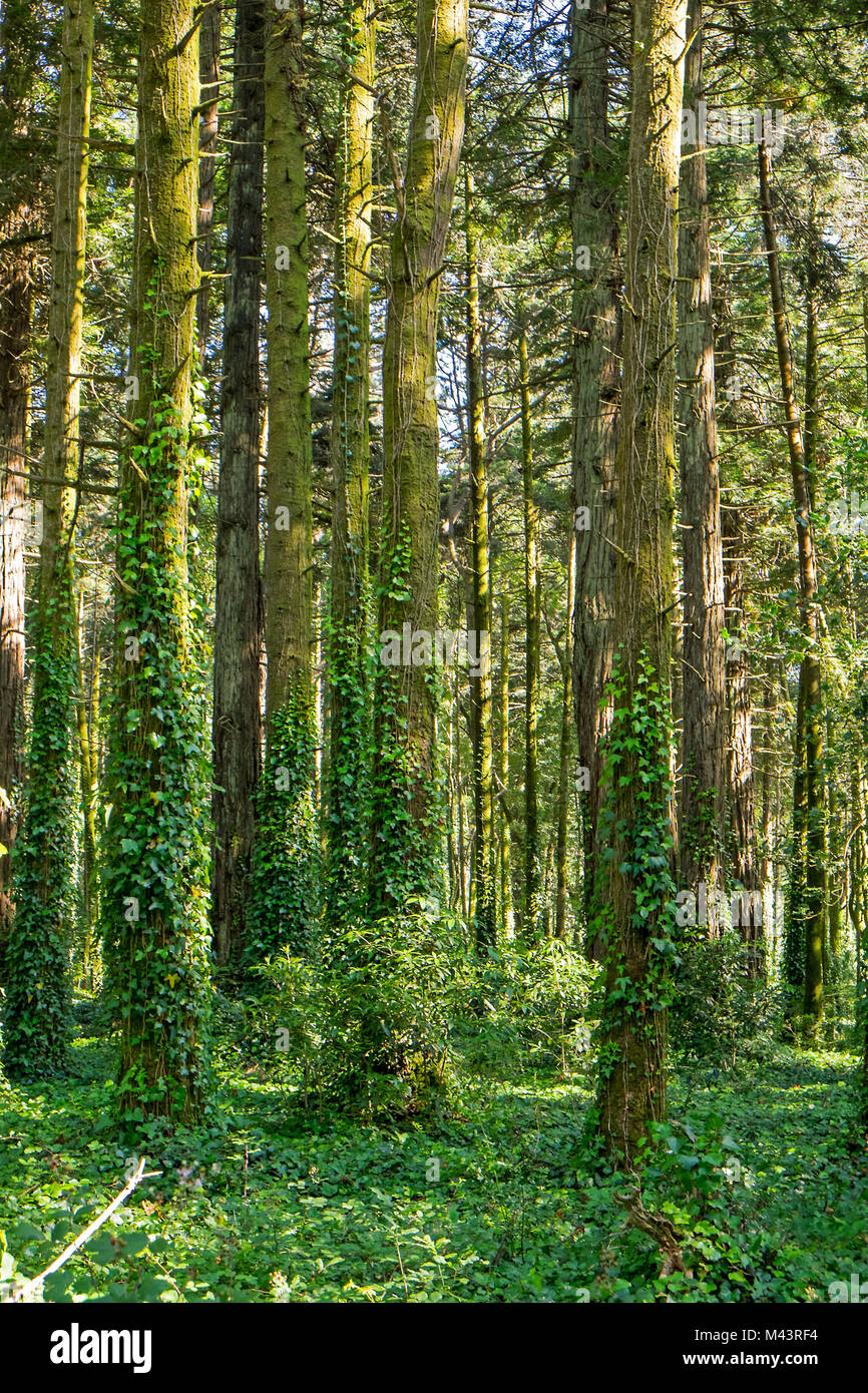 Dense green forest Stock Photo - Alamy