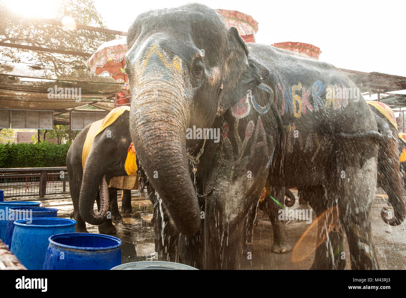 Elephants spray water on themselves happily Stock Photo - Alamy