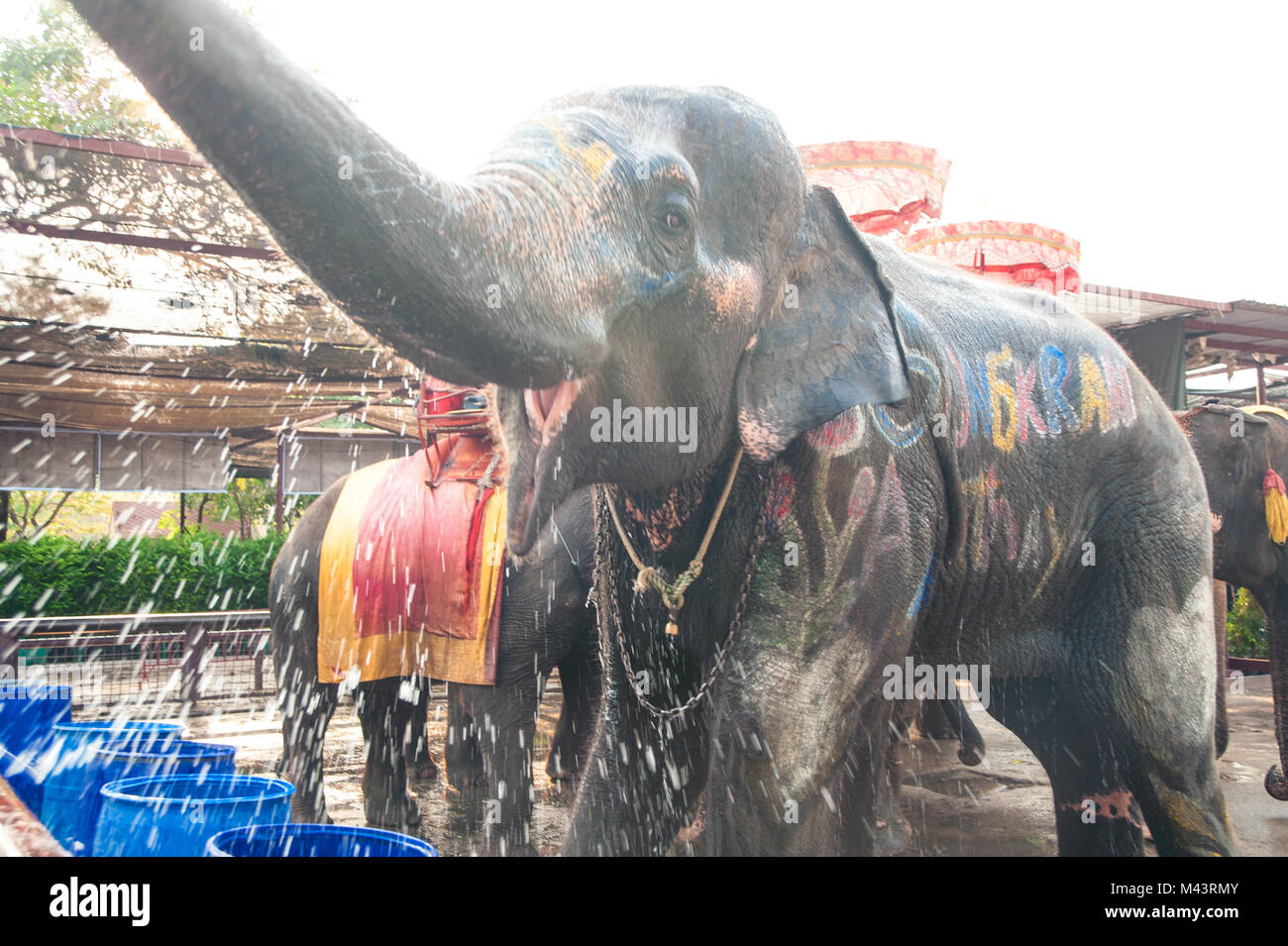 Elephants spray water on themselves happily Stock Photo - Alamy