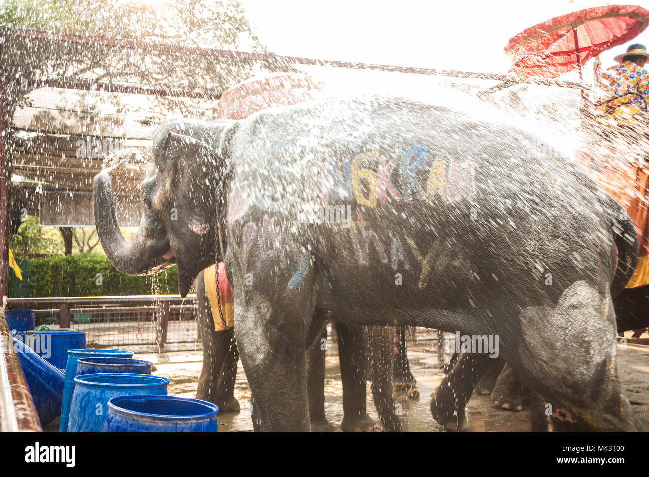Elephants spray water on themselves happily Stock Photo - Alamy