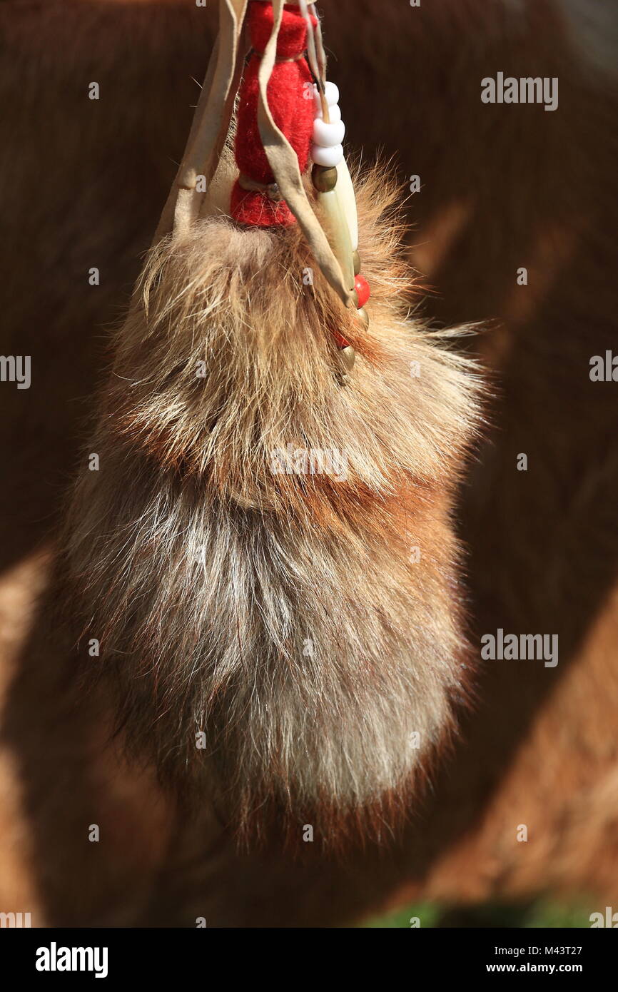 Tail beaver hi-res stock photography and images - Alamy