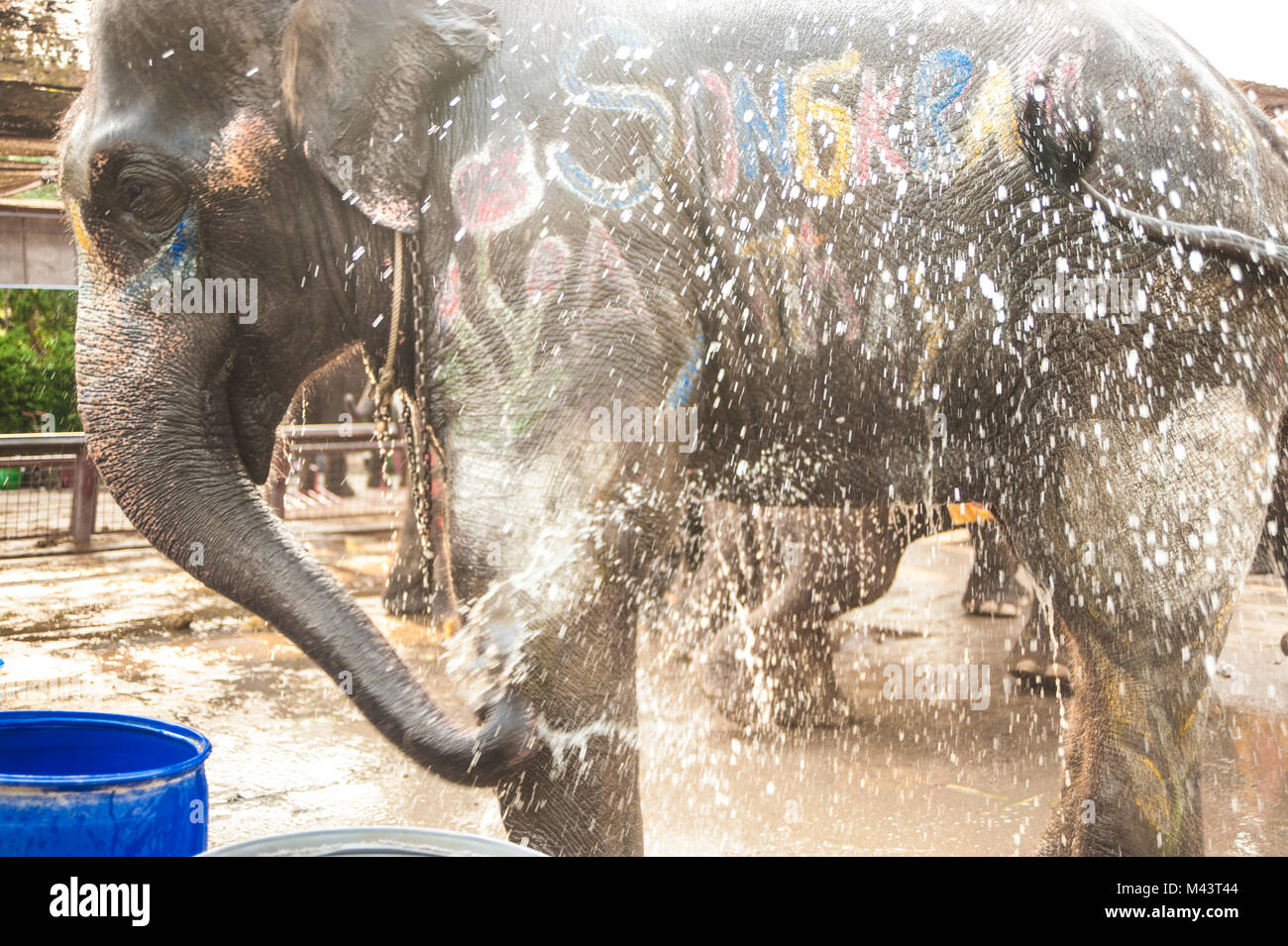 Elephants spray water on themselves happily Stock Photo - Alamy