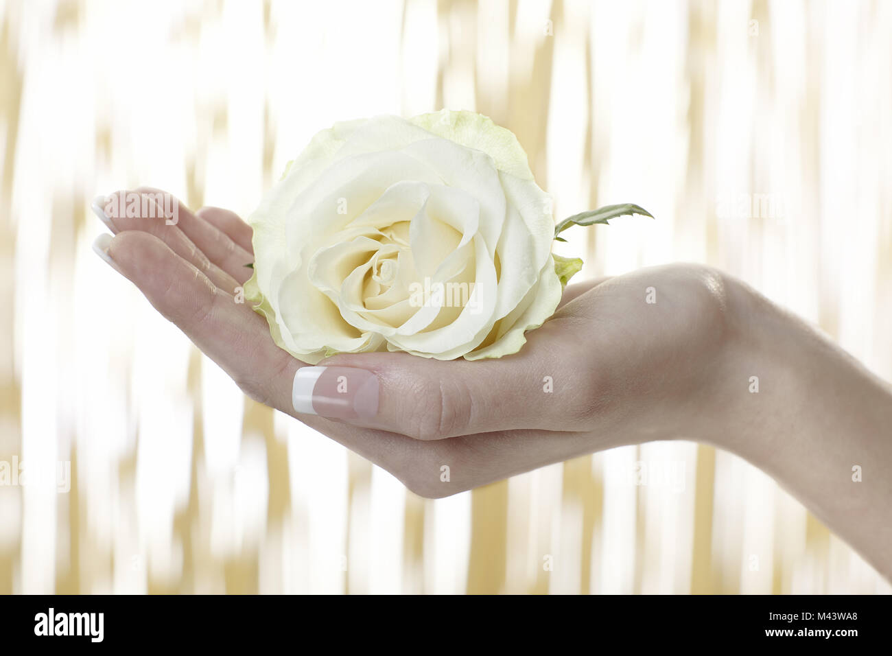 Human hand holding a flower Stock Photo - Alamy