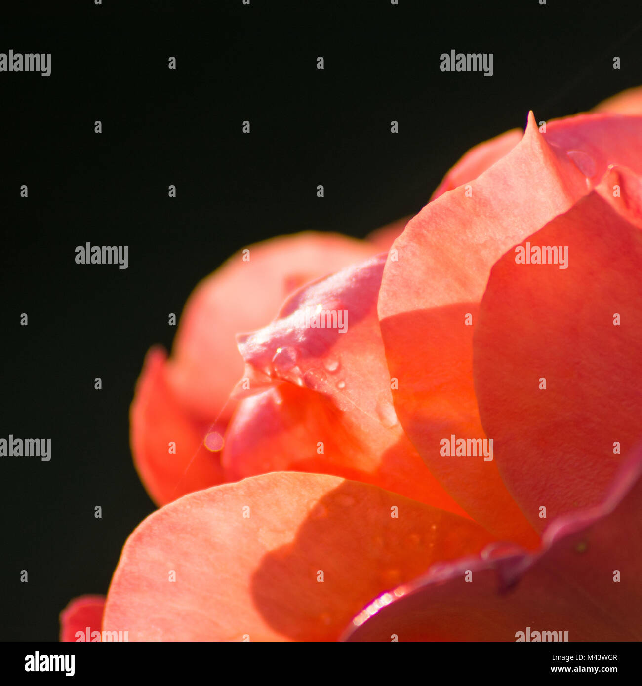 Detailed picture hi-res stock photography and images - Alamy