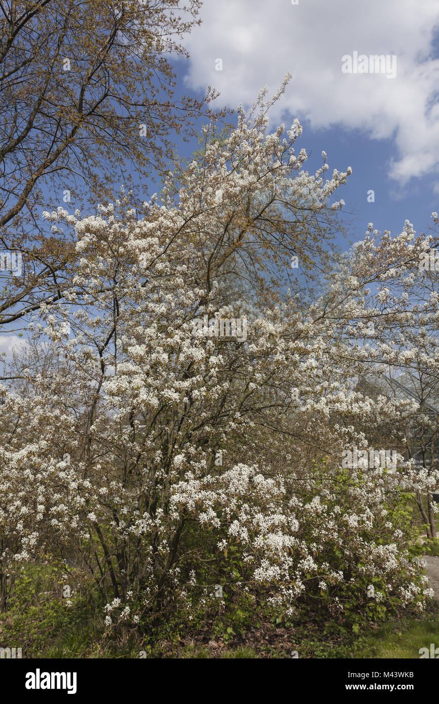 Amelanchier lamarkii, Snowy mespilus, Juneberry Stock Photo - Alamy
