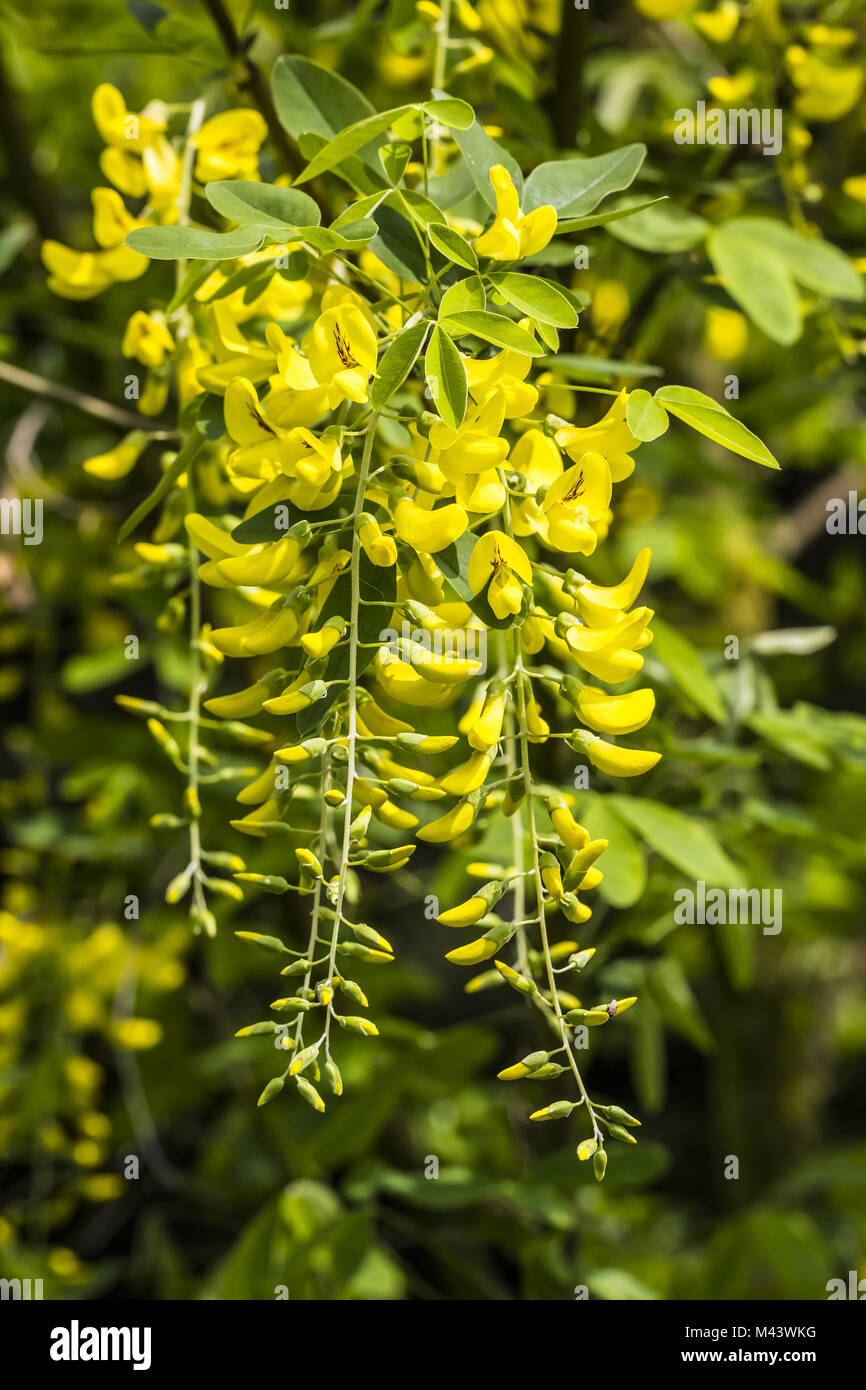 Laburnum anagyroides, Common Laburnum, Golden rain Stock Photo - Alamy