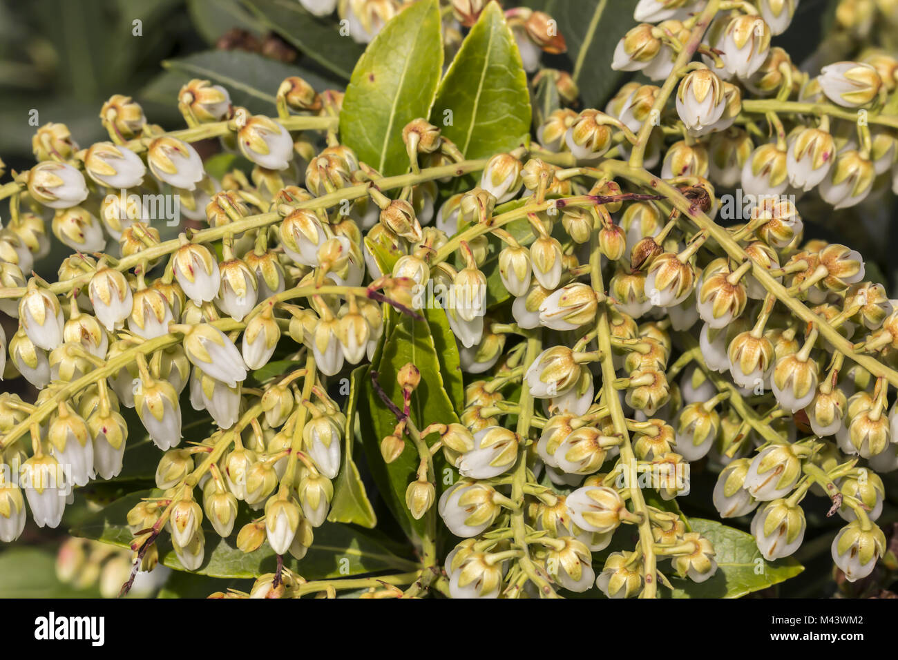 Pieris japonica Purita, Japanese andromeda Purity Stock Photo - Alamy