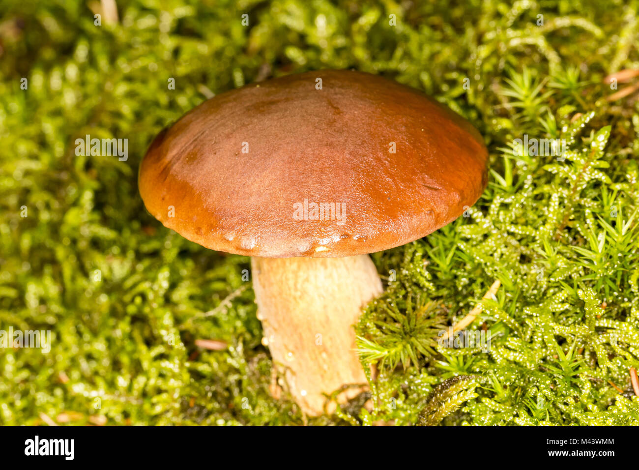 Bay bolete (Boletus badius, Imleria badia) Germany Stock Photo - Alamy