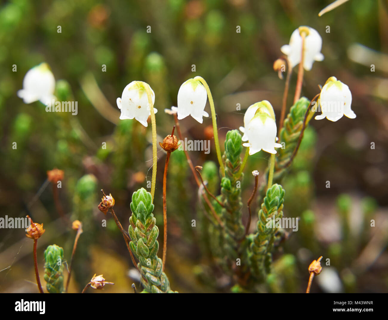 Flower Arctic bell-heather - Cassiope tetragona in natural tundra ...