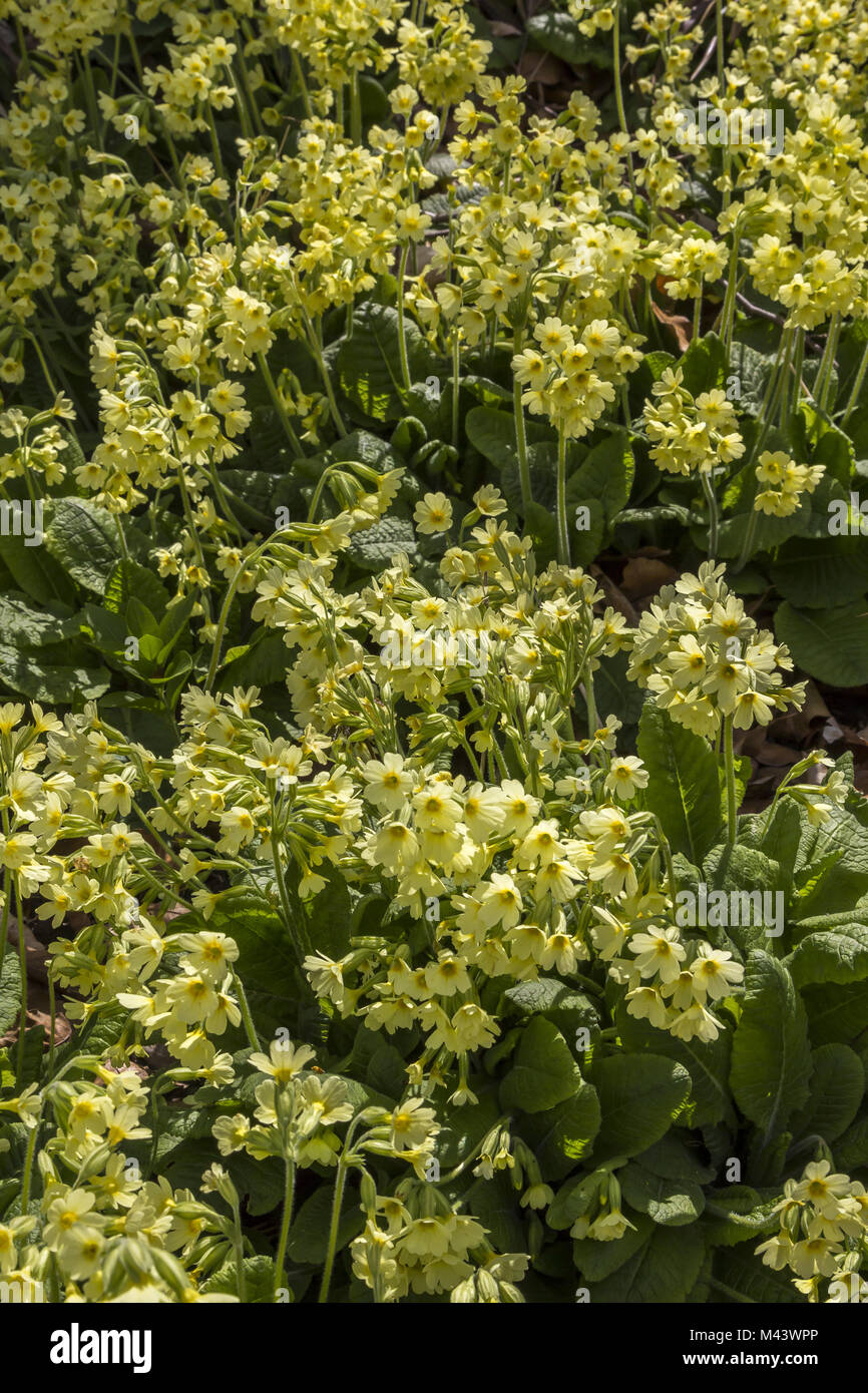 Primula elatior, Oxlip, True oxlip from Germany Stock Photo - Alamy