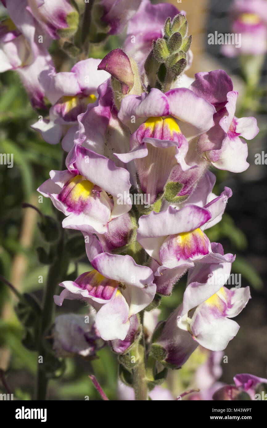 Antirrhinum majus, Common Snapdragon, Snapdragon Stock Photo - Alamy