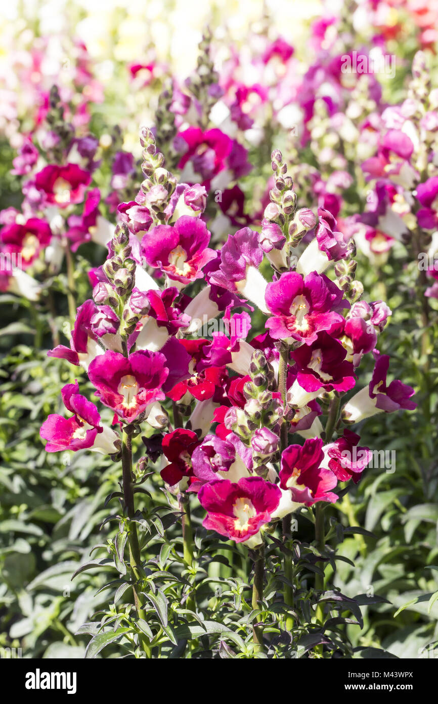 Antirrhinum majus, Common Snapdragon, Snapdragon Stock Photo - Alamy
