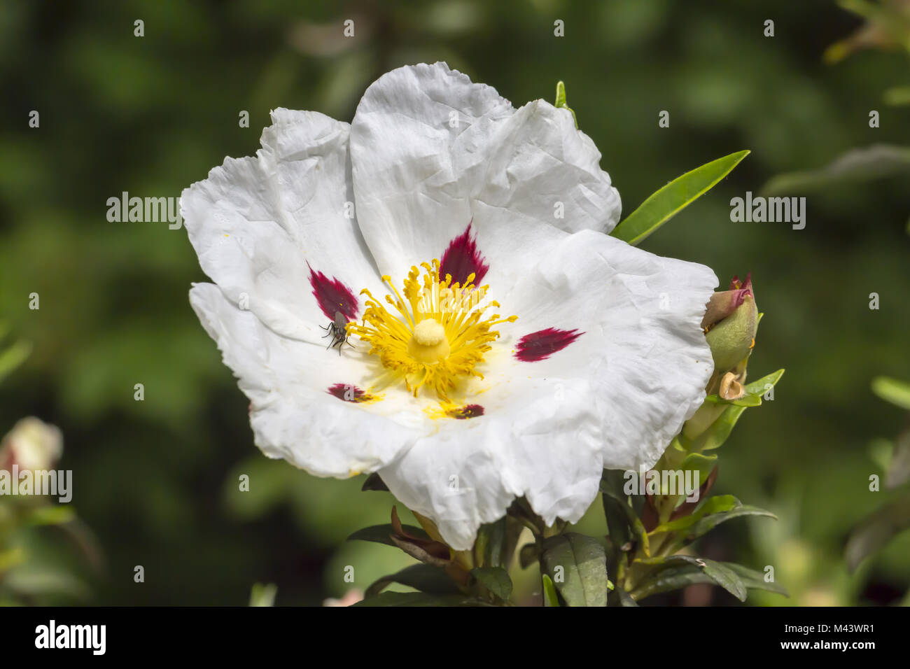 Laudanum cistus ladanifer hi-res stock photography and images - Alamy
