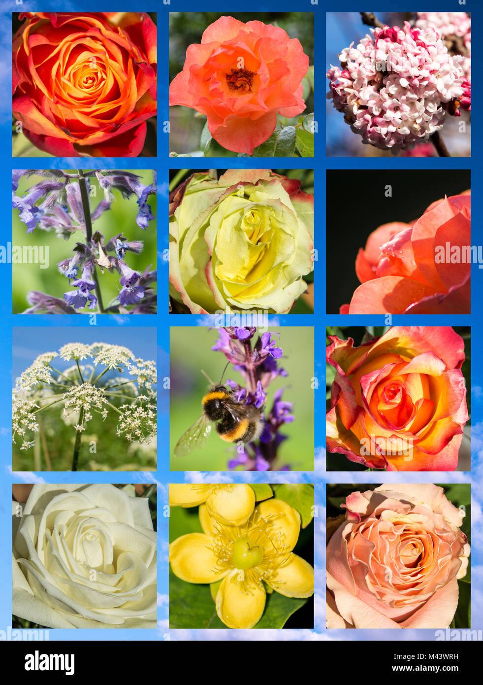 Sampler garden hi-res stock photography and images - Alamy