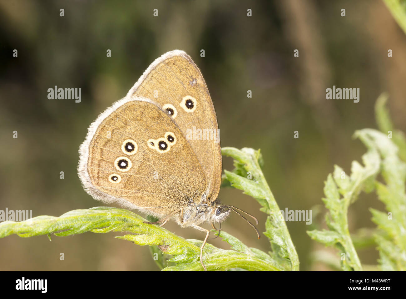 Aphantopus hyperantus, Ringlet butterfly, Germany Stock Photo - Alamy