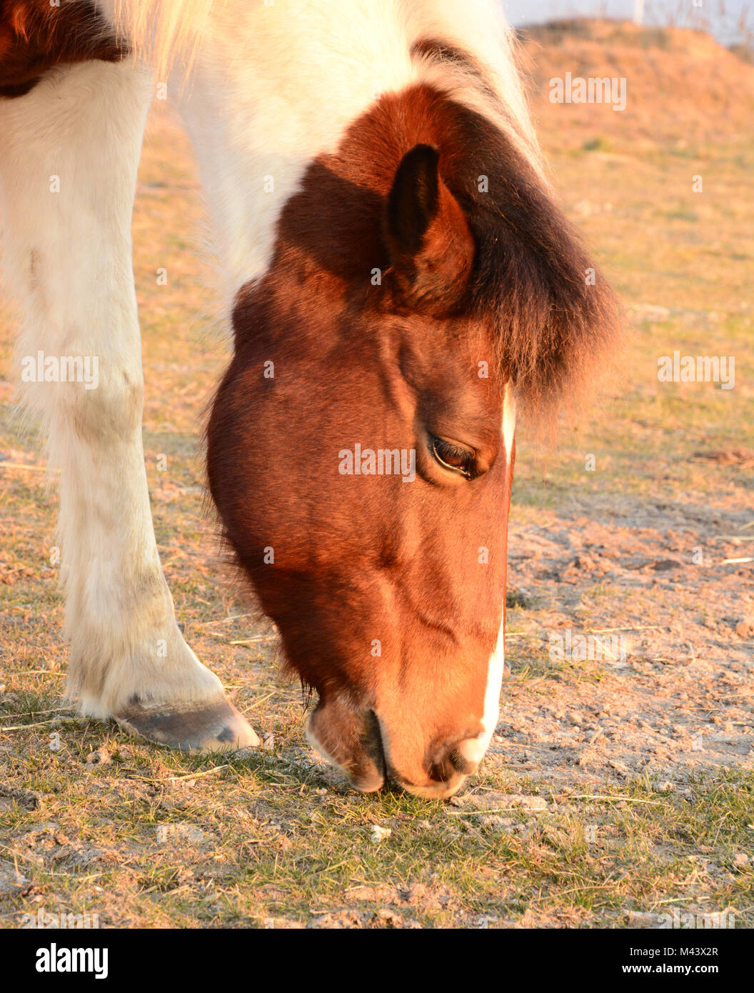 Lewitzer pony hi-res stock photography and images - Alamy