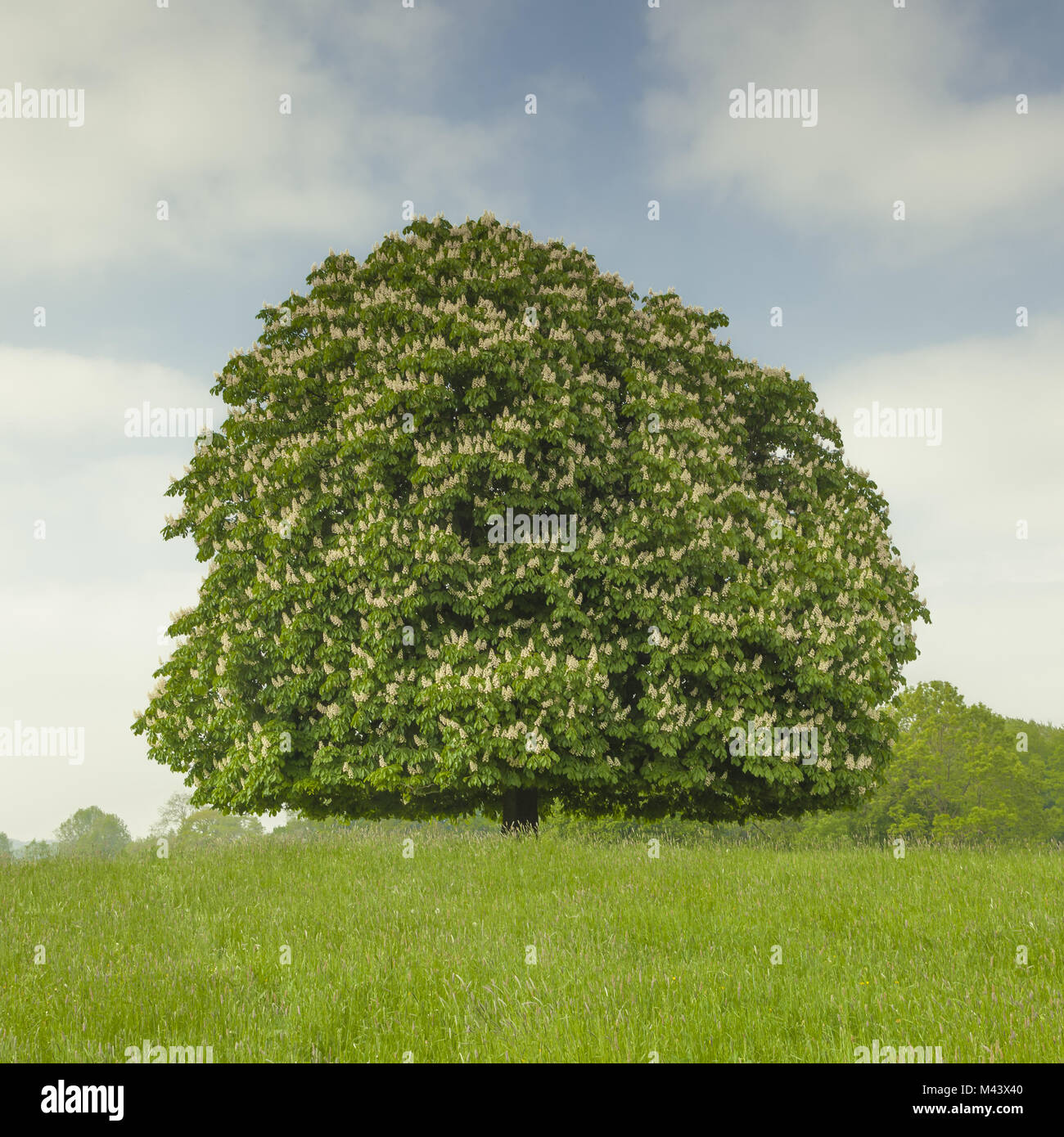 Horse chestnut tree, Aesculus hippocastanum in May Stock Photo - Alamy