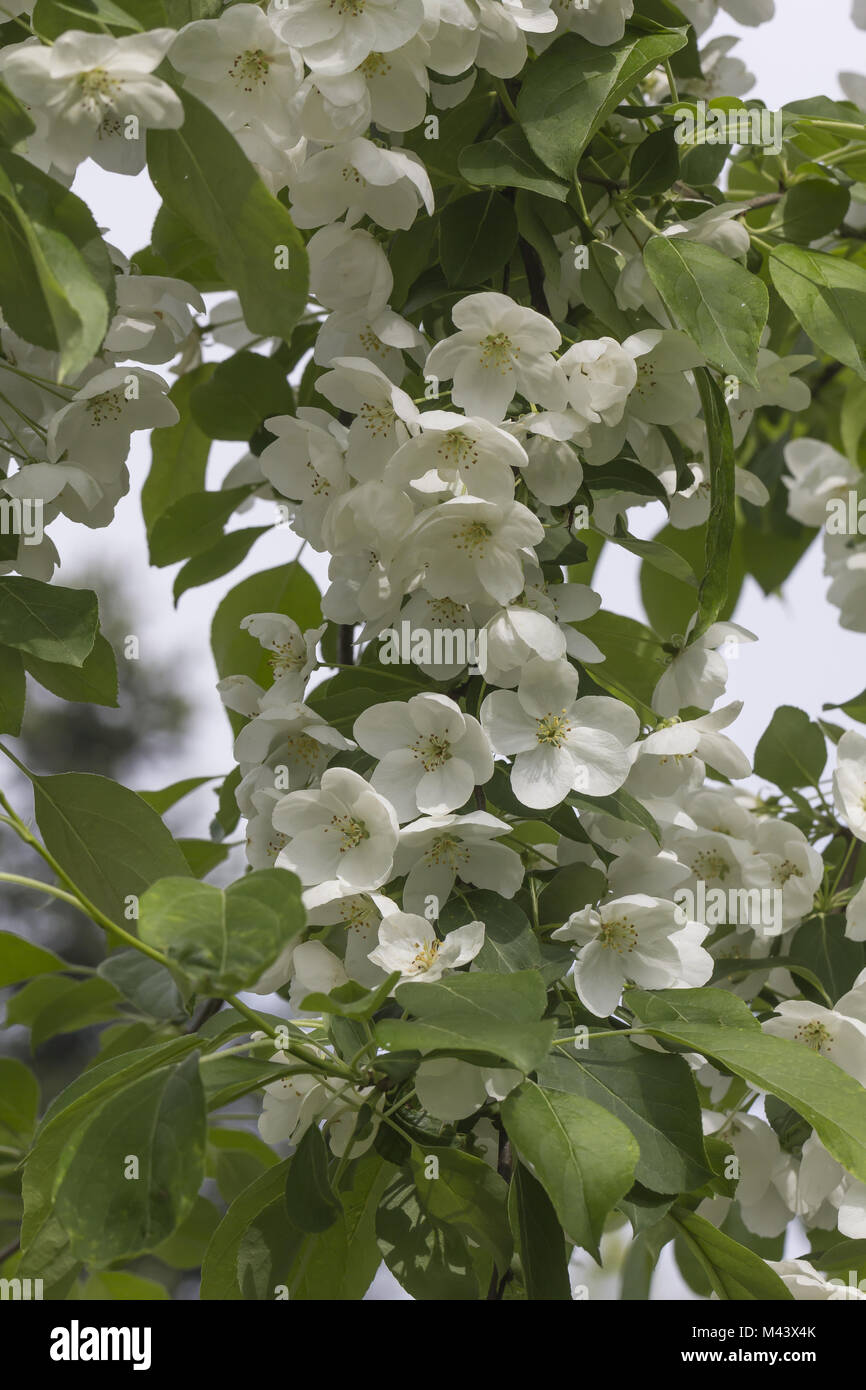 Malus baccata, var mandshurica, Siberian crabapple Stock Photo - Alamy