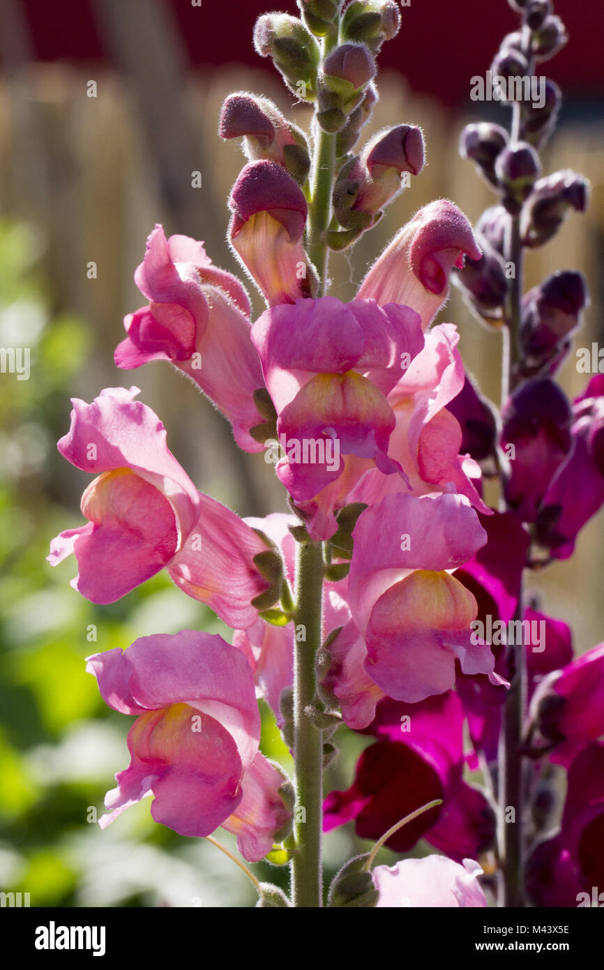Antirrhinum majus, Common Snapdragon, Snapdragon Stock Photo - Alamy