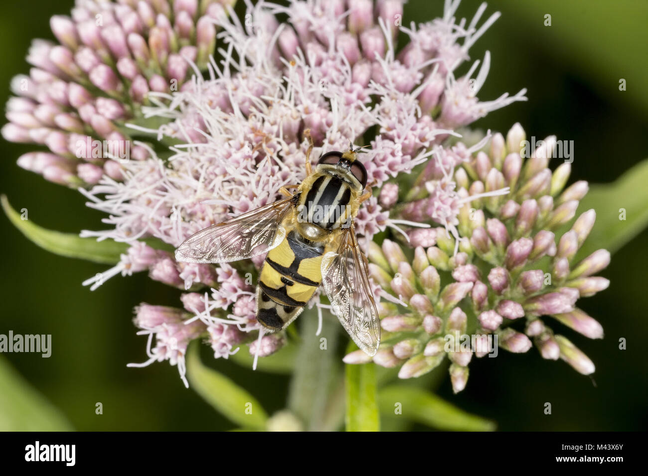 Helophilus trivittatus, European hoverfly, Germany Stock Photo - Alamy