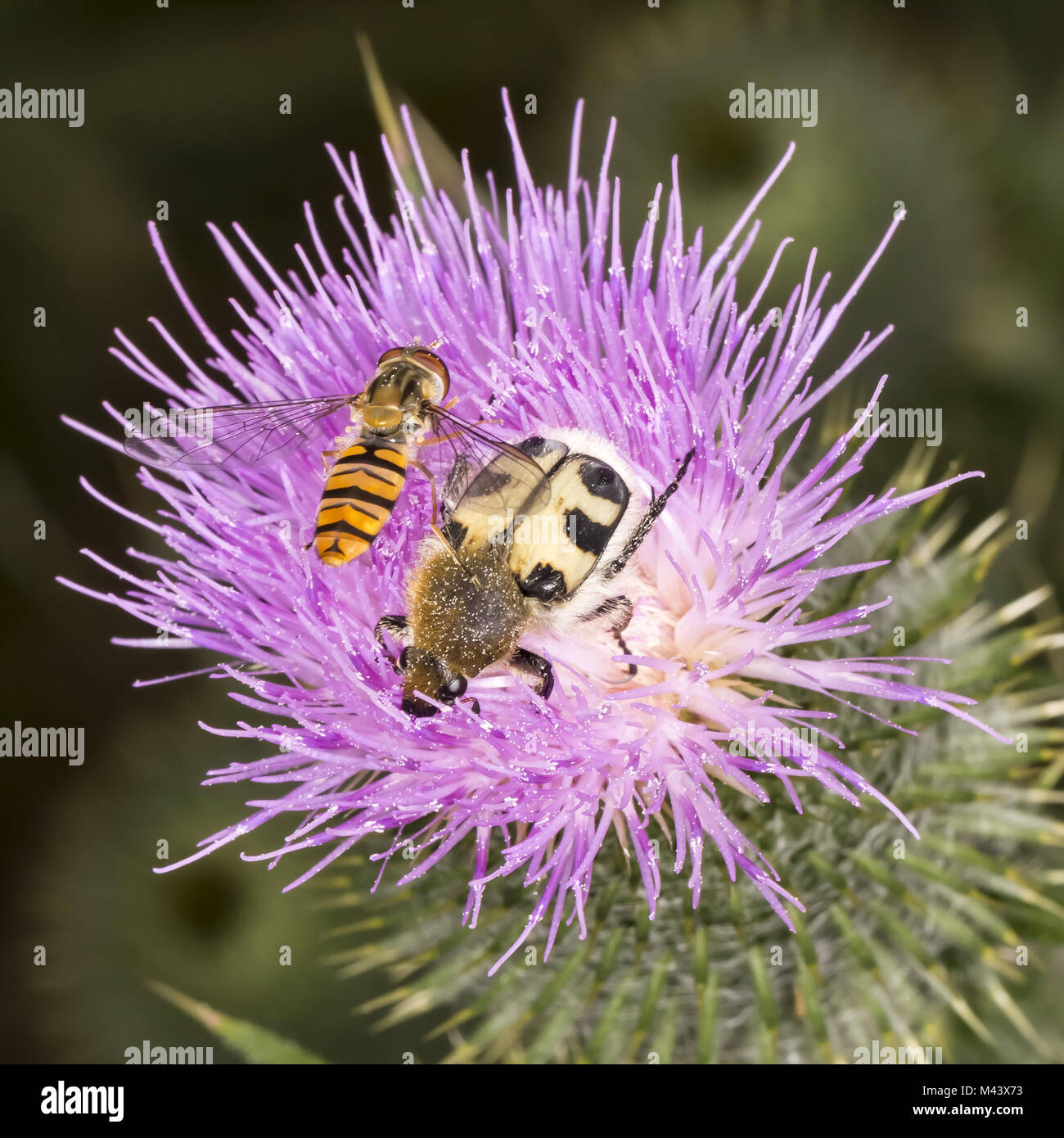 Trichius fasciatus, bee chafer, bee beetle, German Stock Photo - Alamy