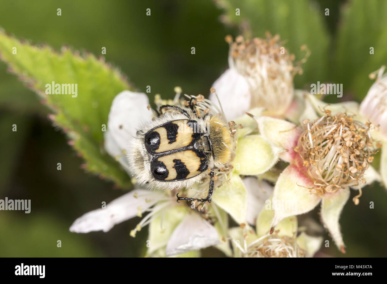 Trichius fasciatus, bee chafer, bee beetle, German Stock Photo - Alamy