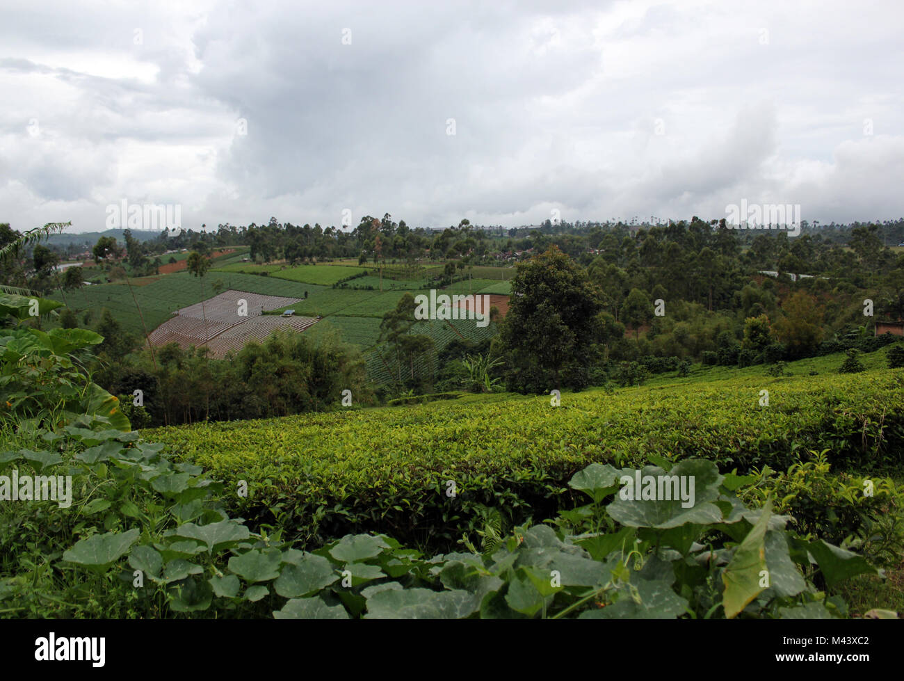 Malabar tea plantation hi-res stock photography and images - Alamy