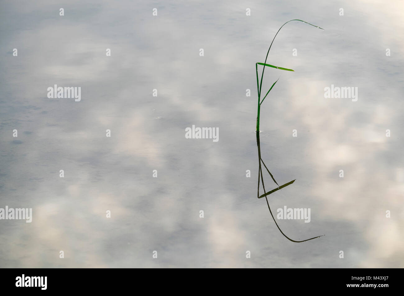 Green rice plant hi-res stock photography and images - Alamy