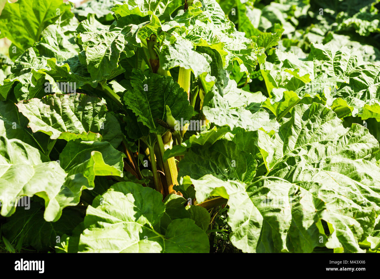 Big rhubarb leaves in detail in the garden Stock Photo - Alamy