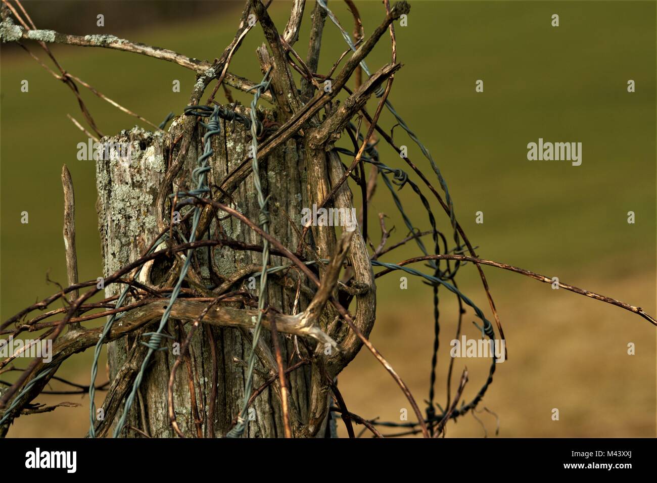 Tangled fence wire hi-res stock photography and images - Alamy