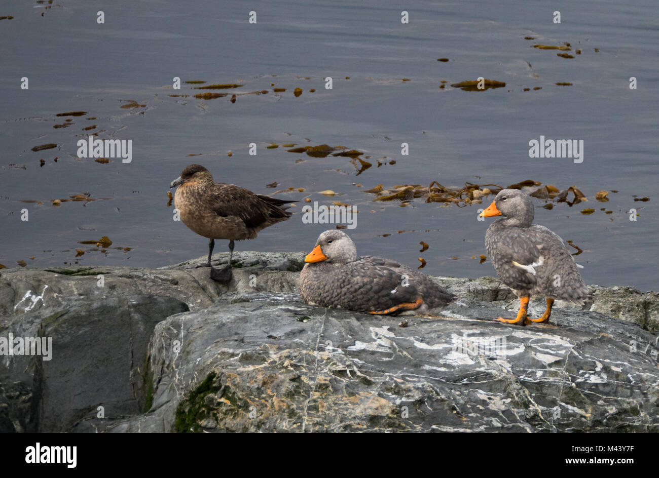 A pair of flightless Steamer ducks with bright orange beaks on a rock ...