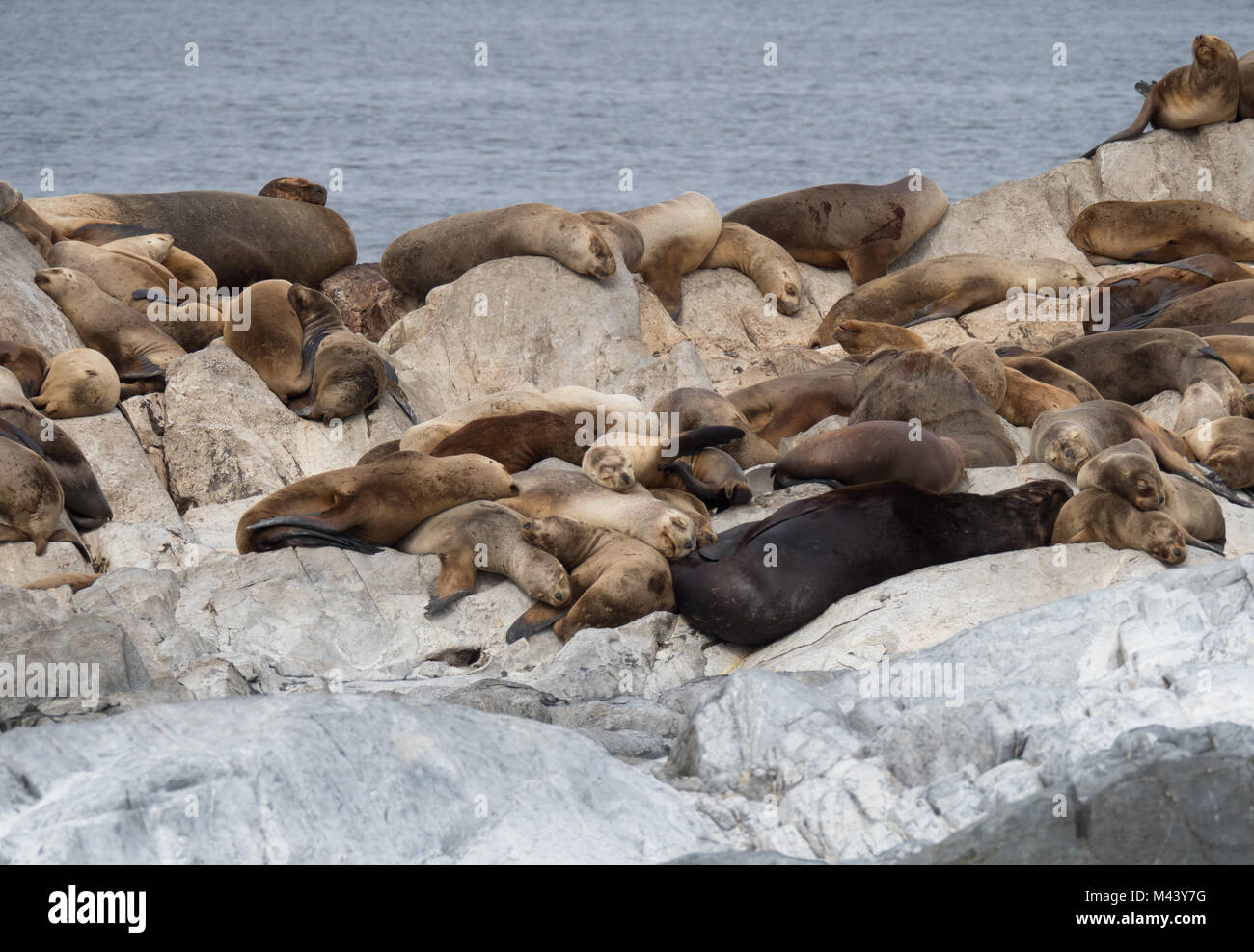 Seals sleeping and resting on each other on a rocky island in the ...