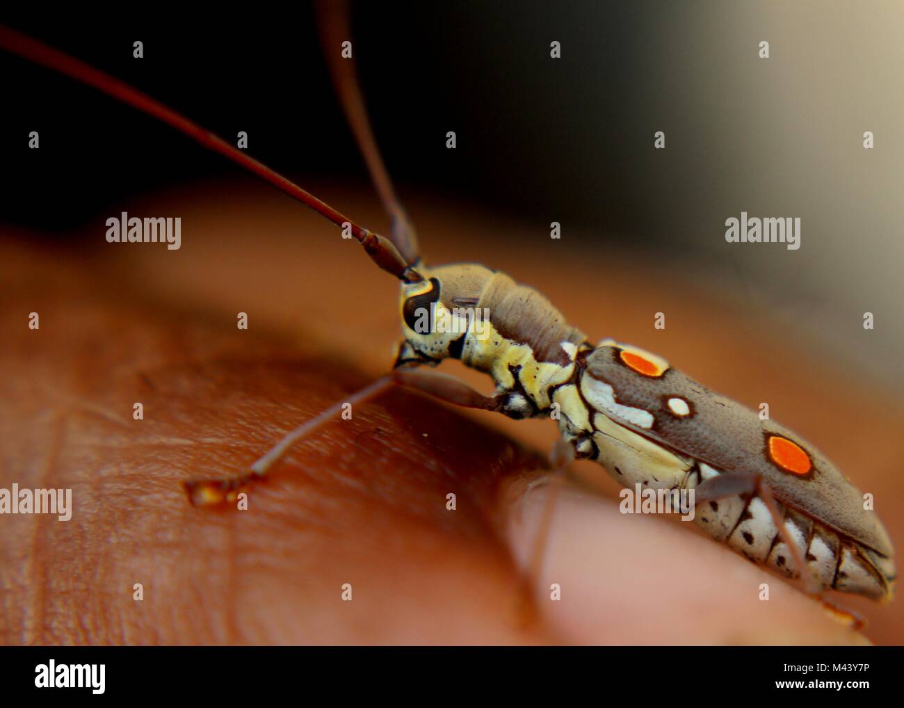 small colorfull flying insect seen in a home garden in sri lanka small ...