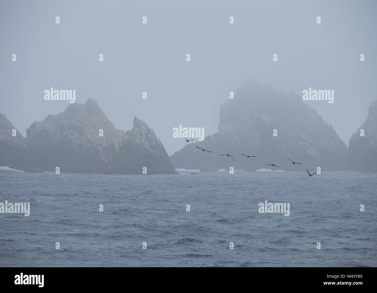 South georgia shag shag rocks hi-res stock photography and images - Alamy