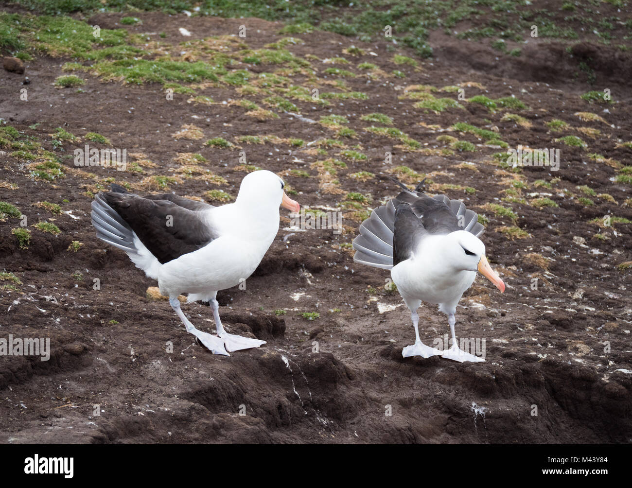 A pair of black browed albatross fanning tail feathers during courtship ...