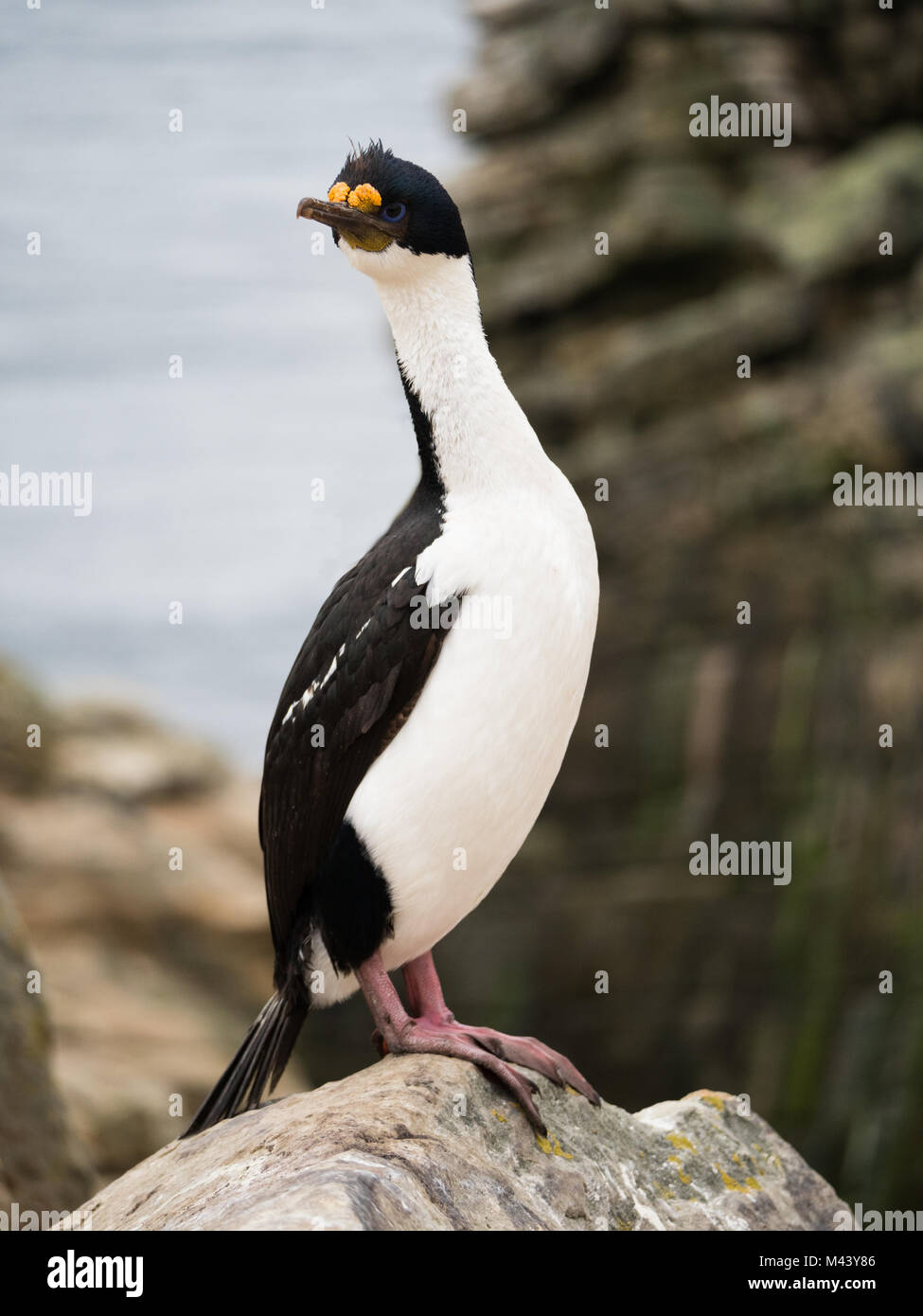Pink feet field bird hi-res stock photography and images - Alamy