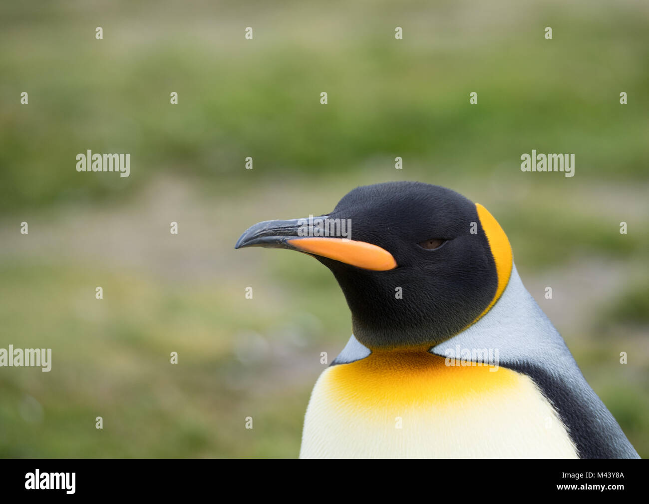 Close up of the head and chest of an adult king penguin with its ...