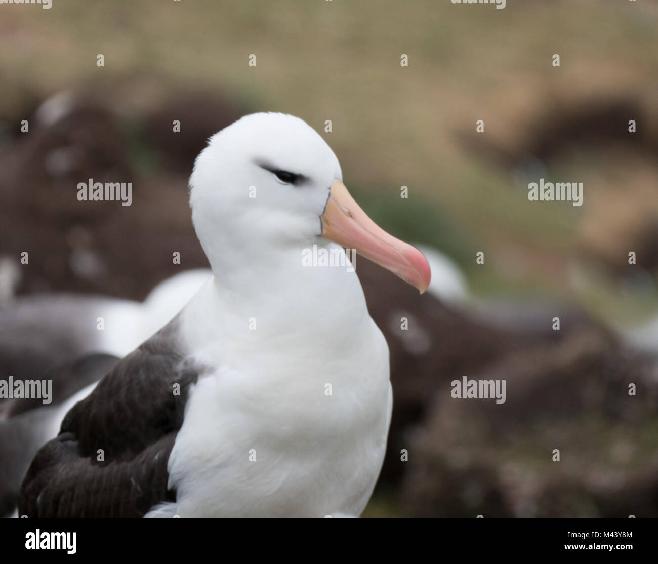 Close up of the head and chest of a black browed albatross ...