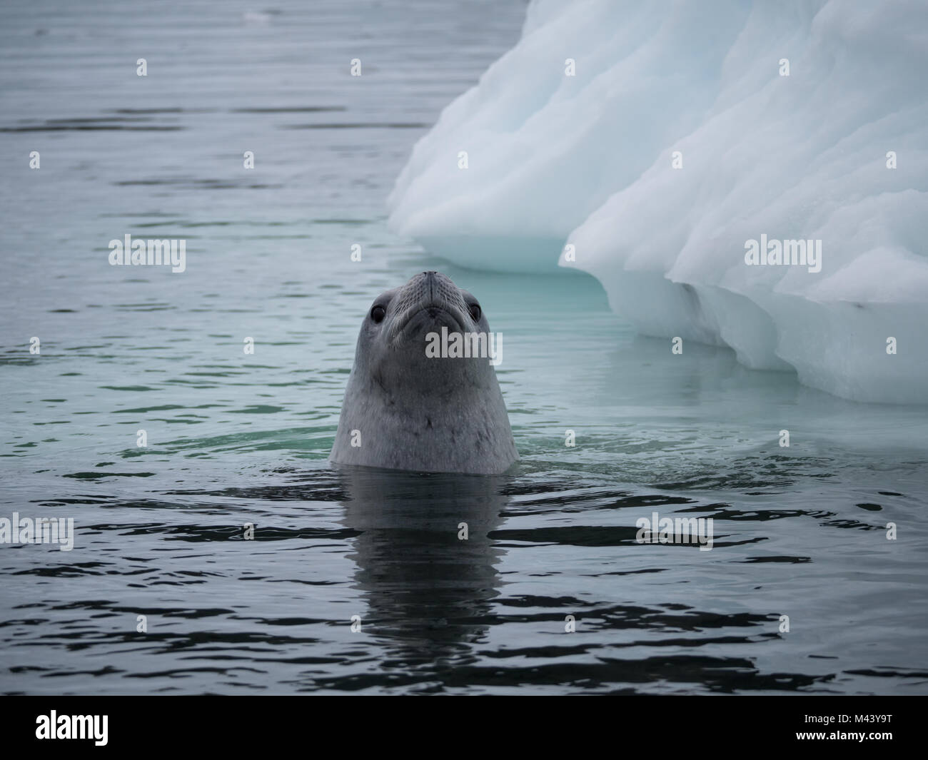 Seal looking at the camera hi-res stock photography and images - Alamy
