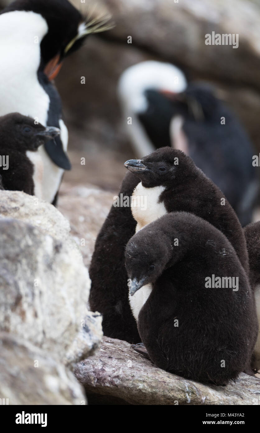 A pair of downy rockhopper penguin chicks standing on the rocks with ...