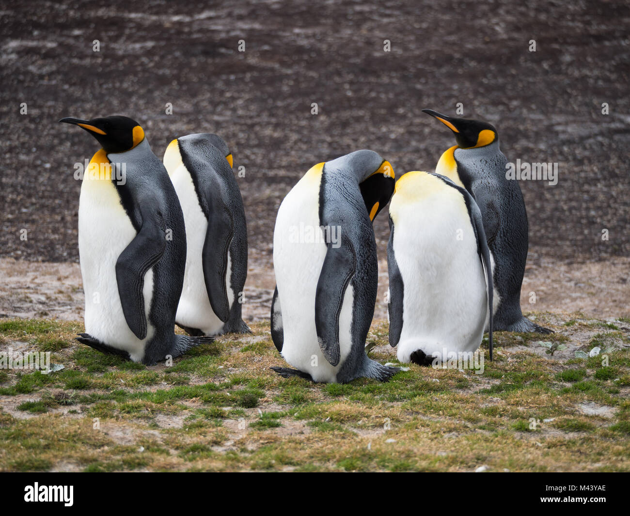 Photo with shallow depth of field showing three preening King penguins ...