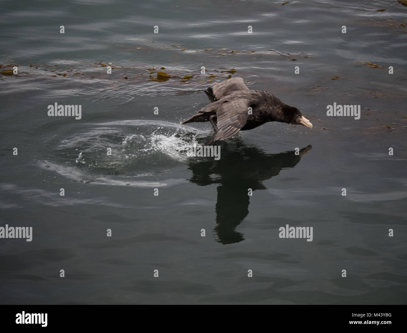 A Northern Giant Petrel running on the water during take off. Its ...