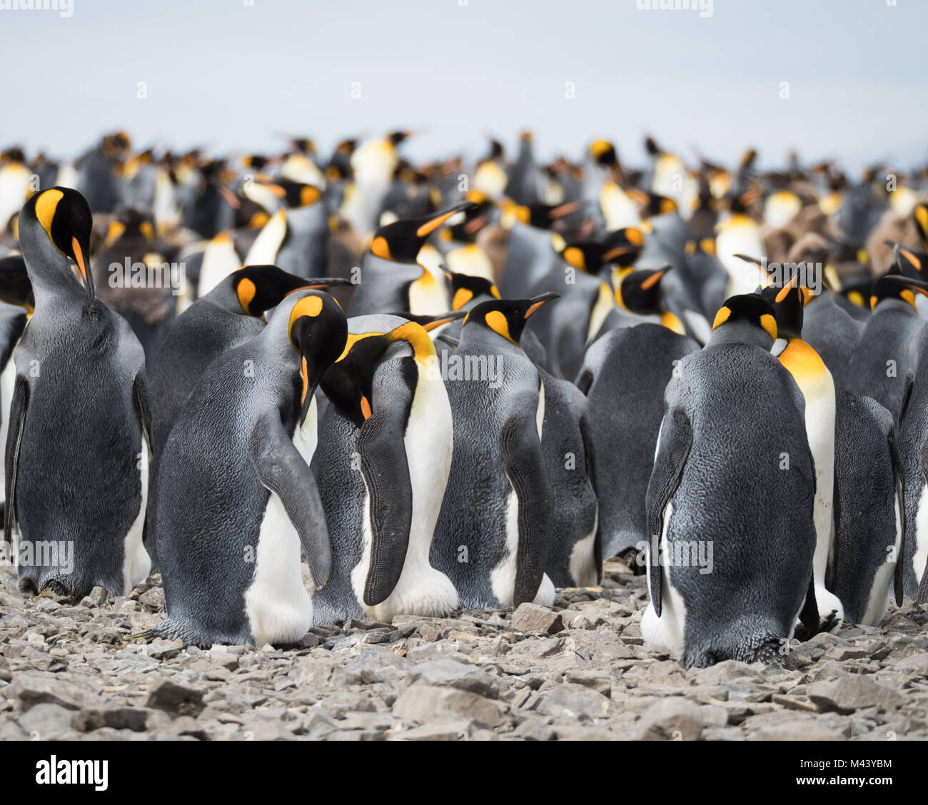 With their backs facing hi-res stock photography and images - Alamy